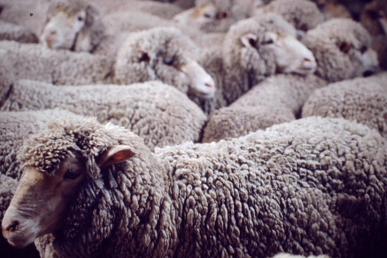 70’s sheep shearing – The Gems Duo